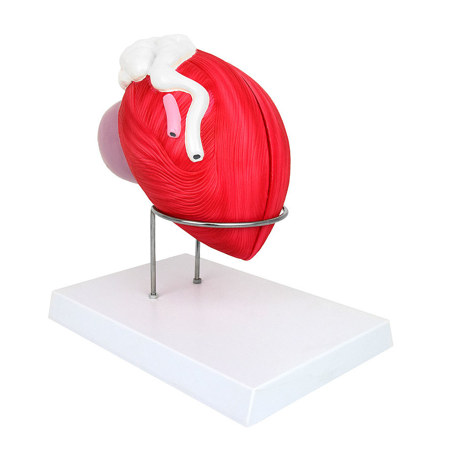 Male bladder model - Winterthur Medical Plc. medical devices