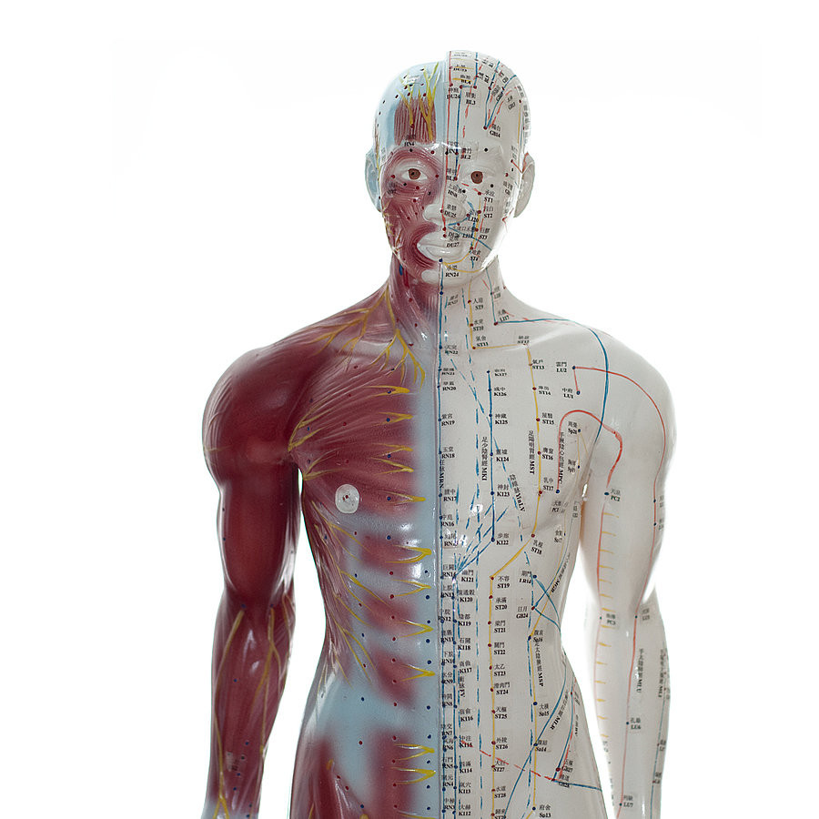 Acupuncture model with muscles - Winterthur Medical Plc. med