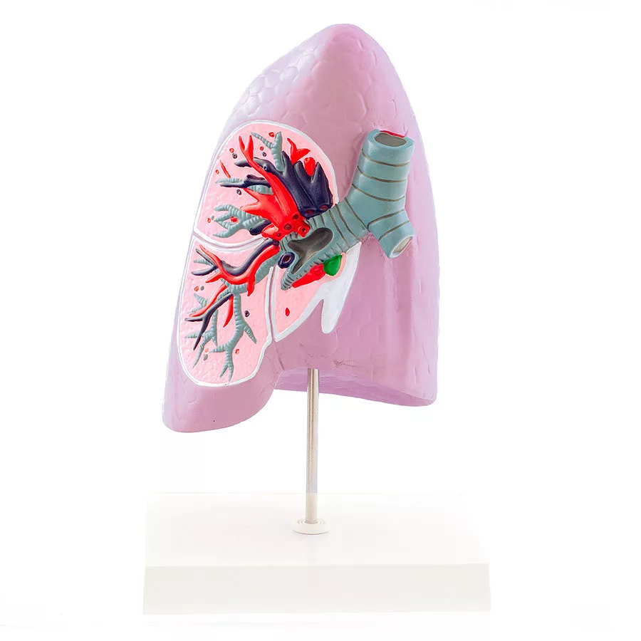 Anatomical model of a lung - Winterthur Medical Plc. medical