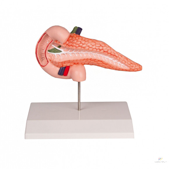 Pancreas and duodenum model - Winterthur Medical Plc. medica