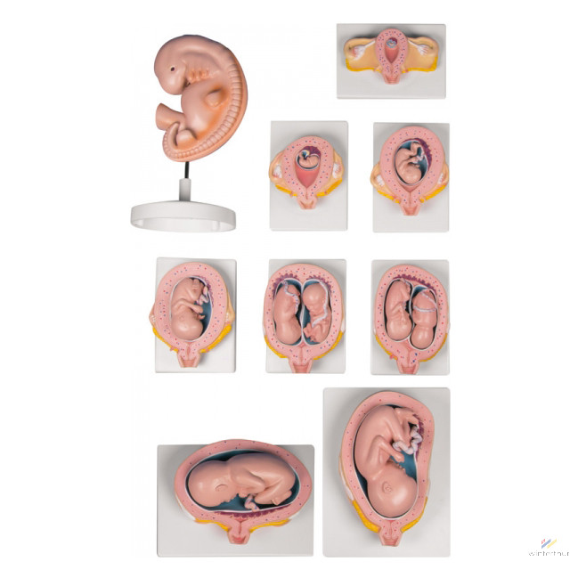 Pregnancy model set, 9 models - Winterthur Medical medical d