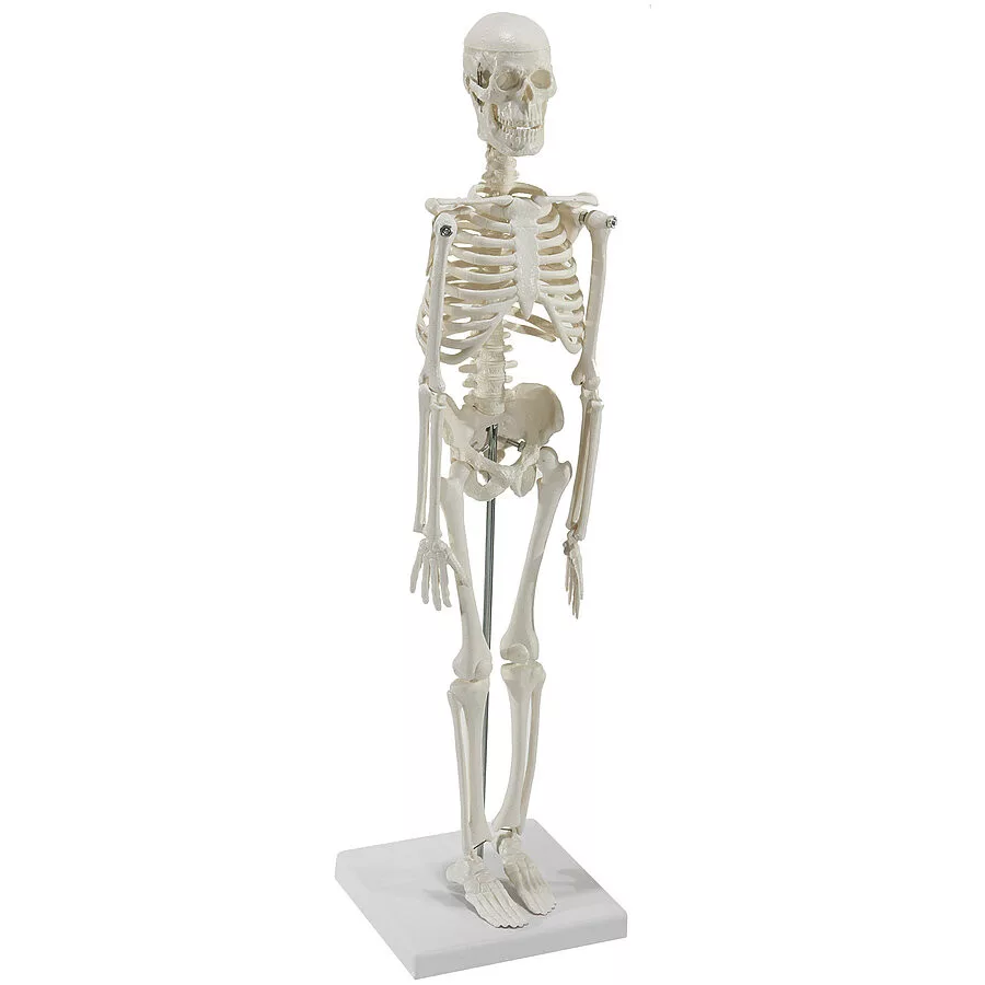 Miniature skeleton for your desk - Winterthur Medical Plc. m